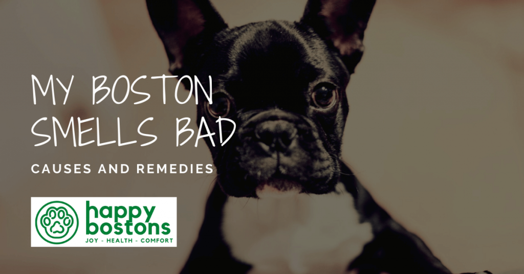 Boston Terrier Itchy Skin [Ultimate Guide] - Happy Bostons
