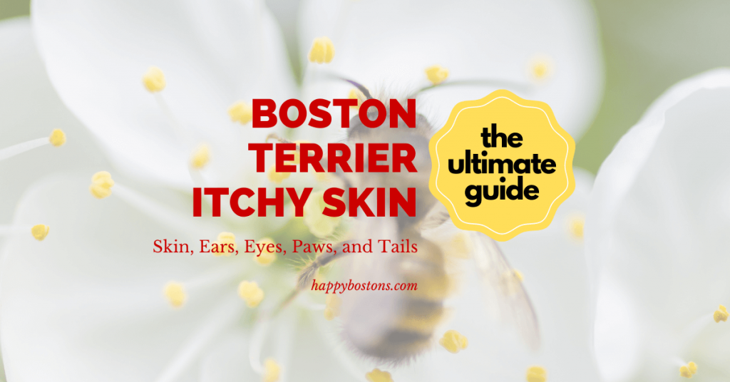 Boston Terrier Itchy Skin [Ultimate Guide] - Happy Bostons