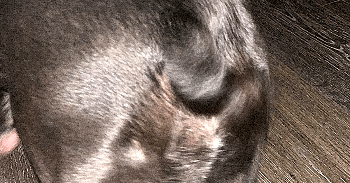 Boston Terrier Itchy Skin [Ultimate Guide] - Happy Bostons