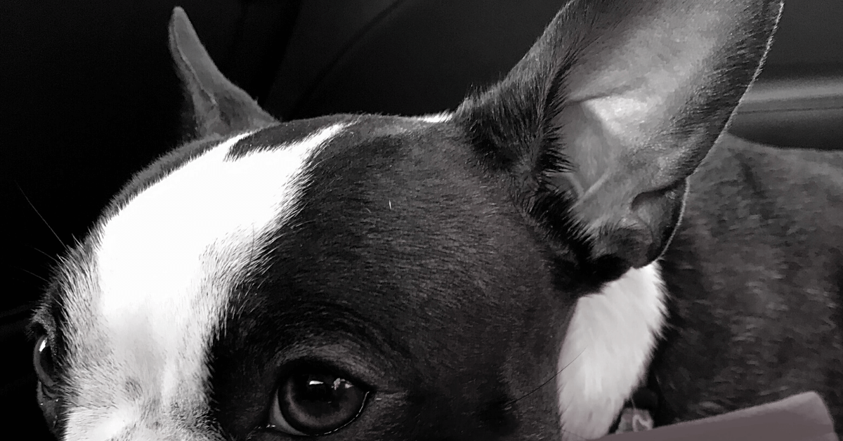 Boston Terrier Itchy Skin [Ultimate Guide] - Happy Bostons