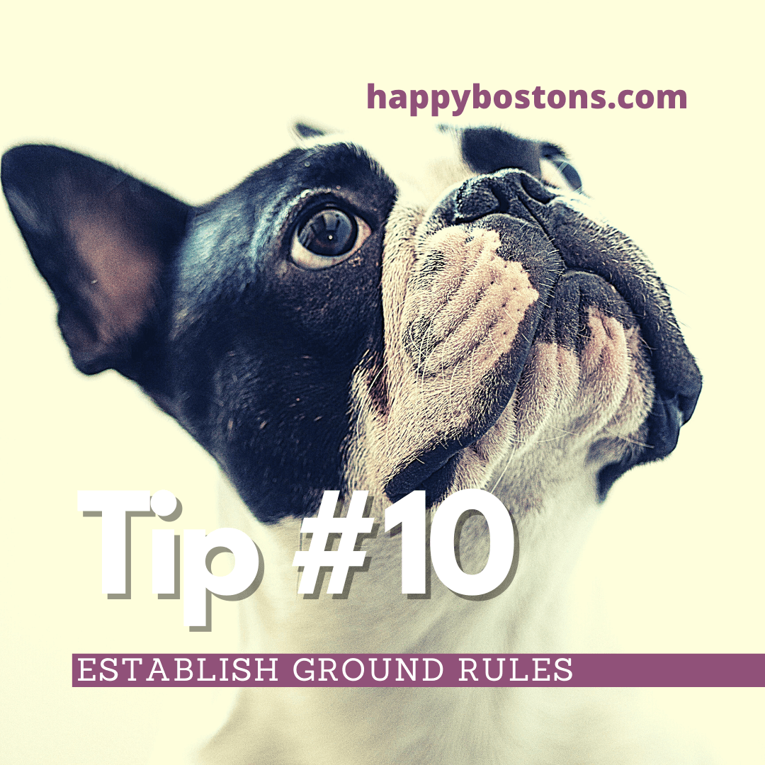 10 Tips - How To Bond With Your Boston Terrier - Happy Bostons